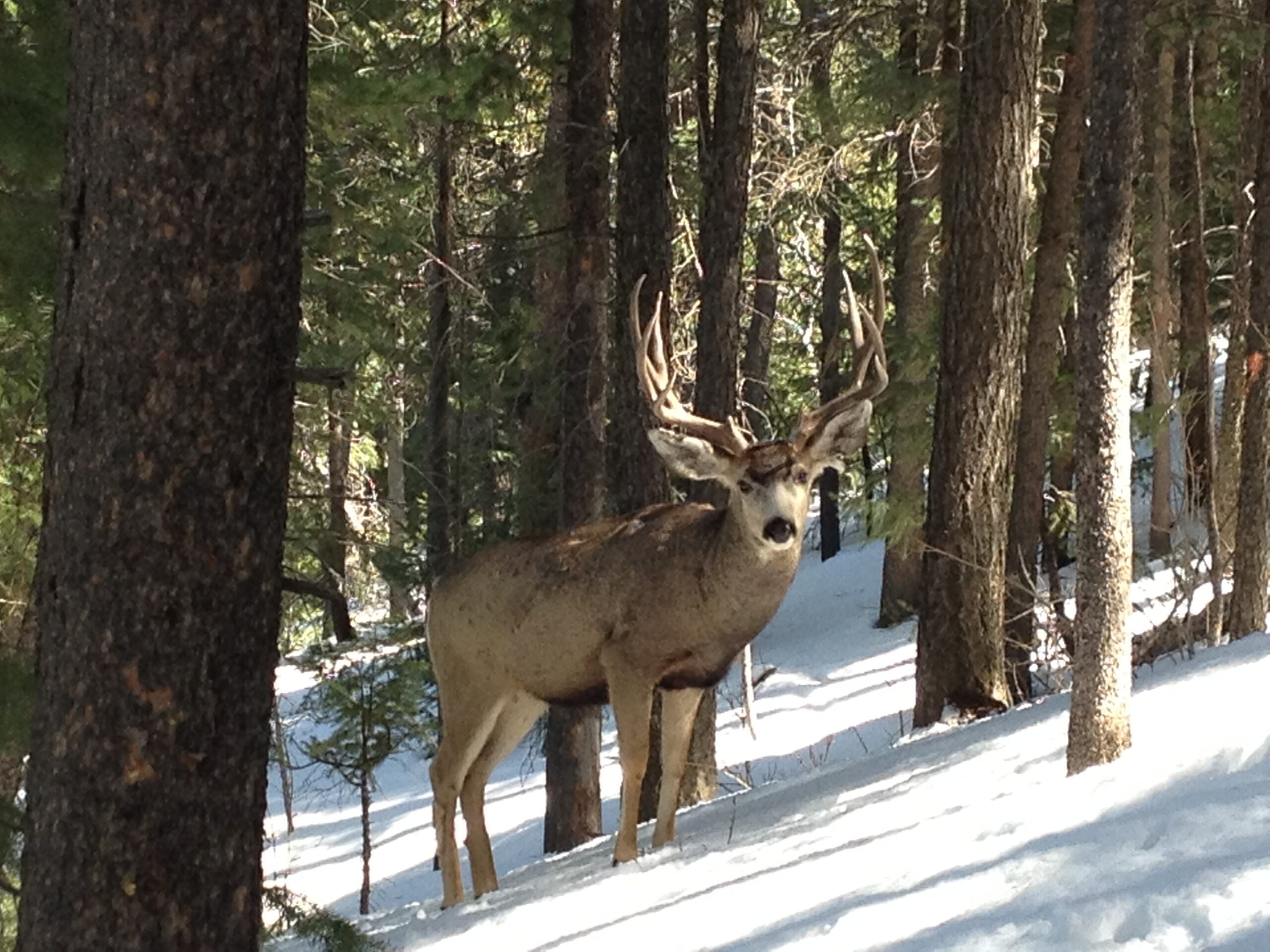 Summit County Outdoor Coalition • Conservation Solutions in Summit ...